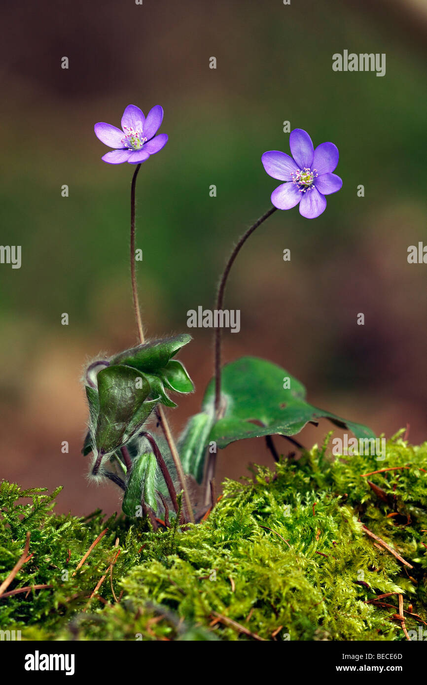 Hepatica hi-res stock photography and images - Alamy