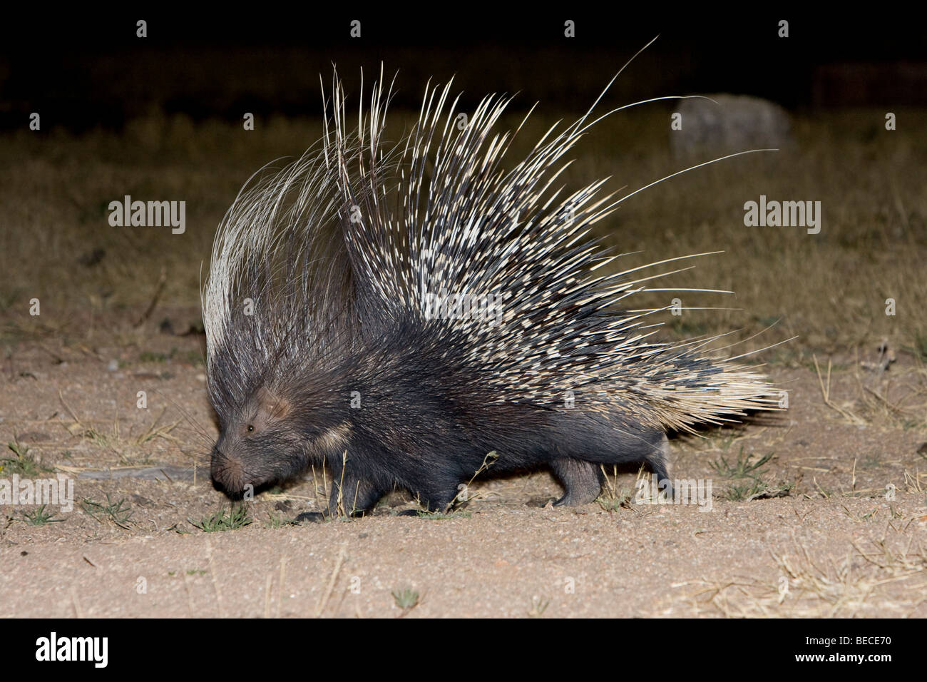Porcupine africa hi-res stock photography and images - Alamy