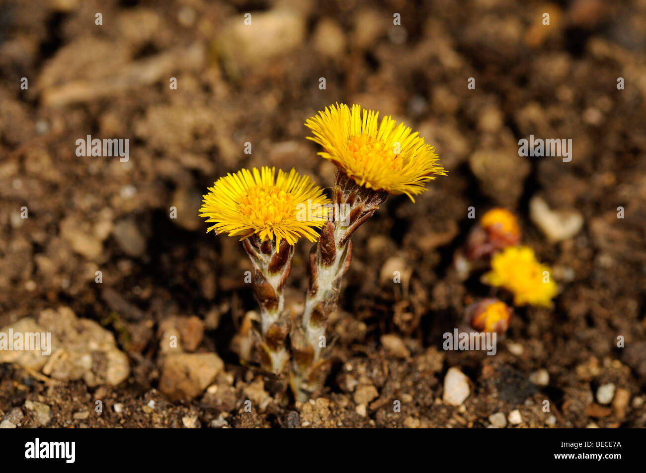 Coltsfoot (Tussilago farfara Stock Photo - Alamy