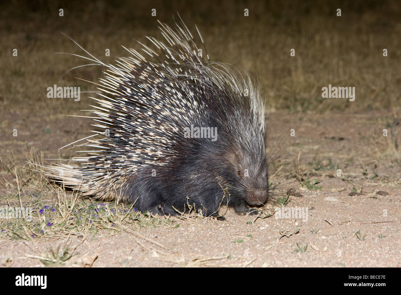 Porcupine, Hystrix africaeaustralis, Okonjima, Namibia, Africa Stock ...