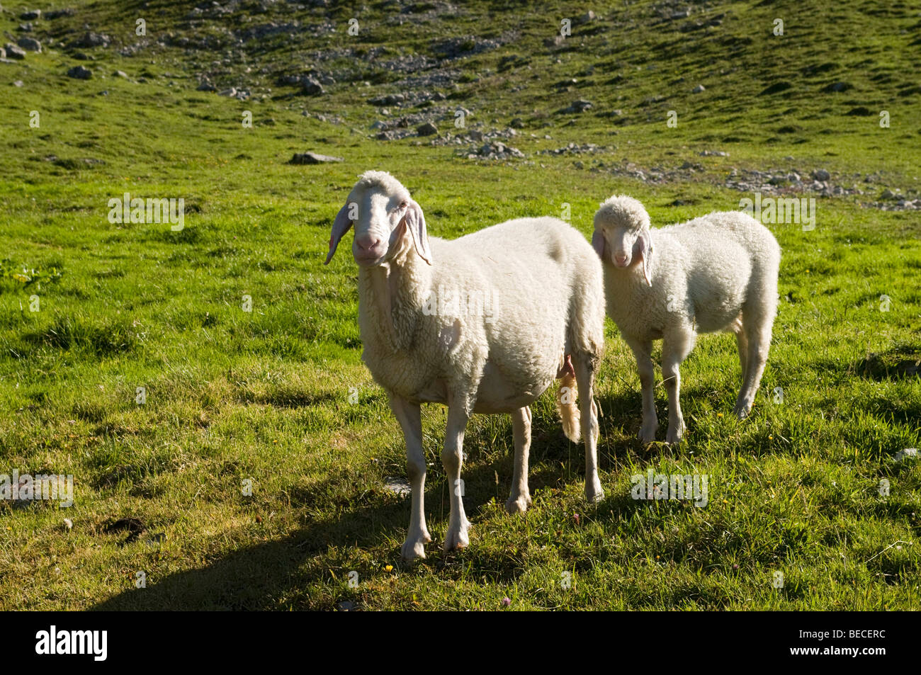 Austrian sheep hi-res stock photography and images - Alamy