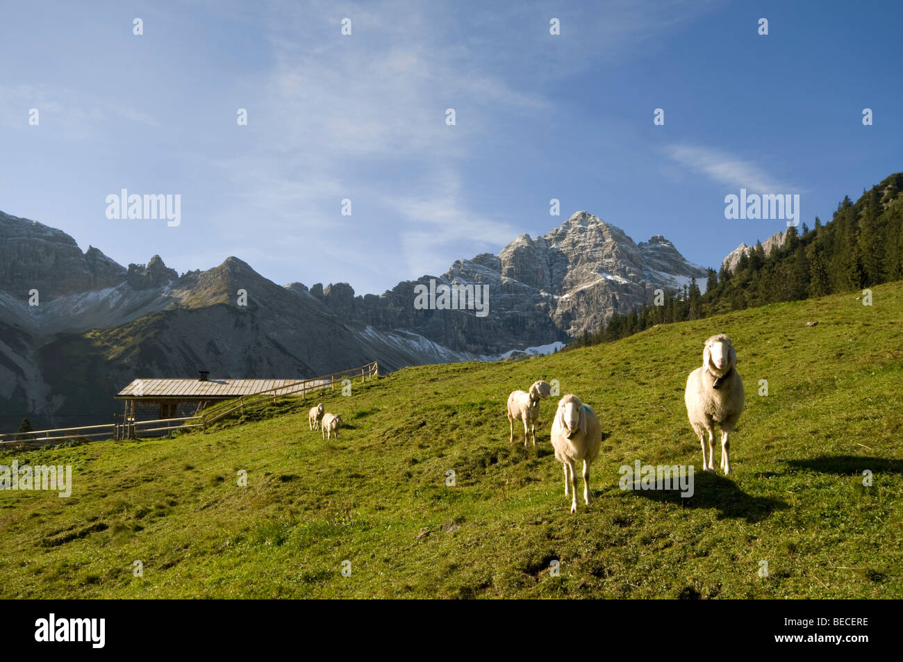 Austrian sheep hi-res stock photography and images - Alamy