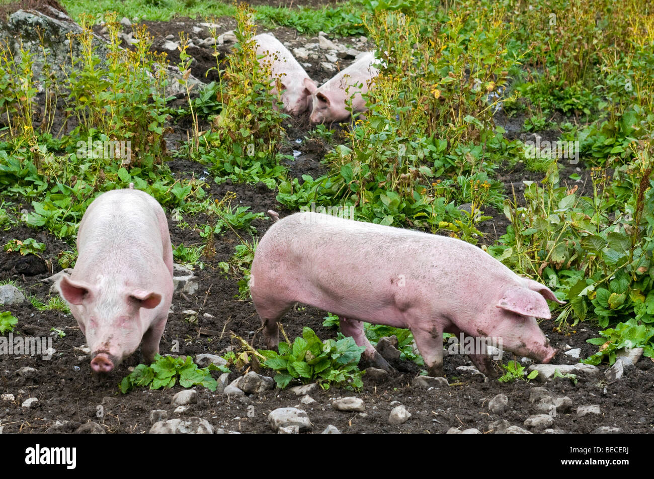 Domestic pigs, Verwall-Alm, alpine pasture, Verwall Alps, Tyrol ...