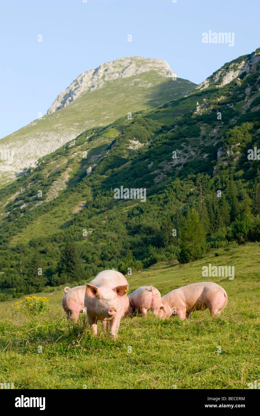 Pigs domestic animals hi-res stock photography and images - Alamy