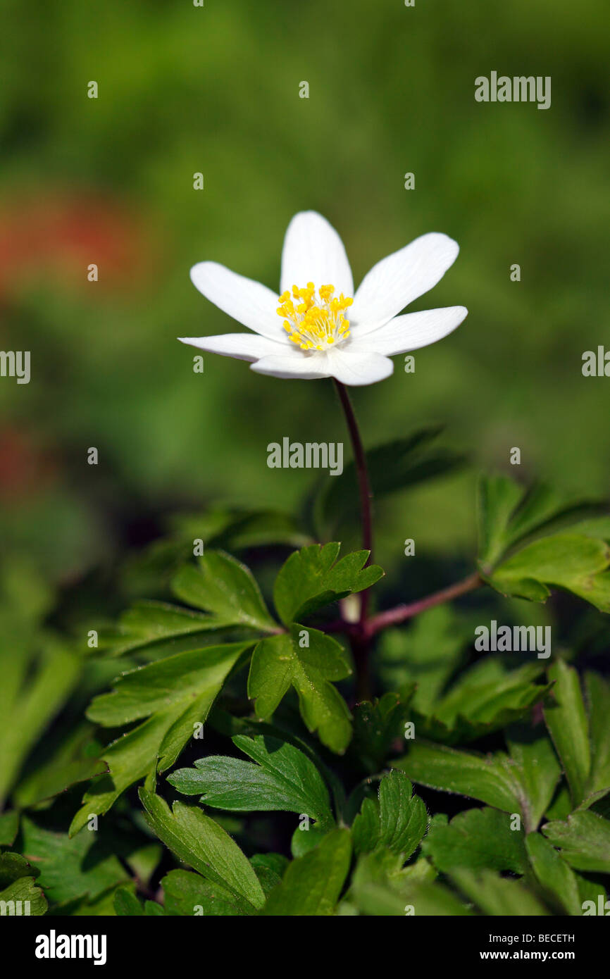 Flowering Wind Anemone in spring, Wind Flower (Anemone nemorosa Stock ...