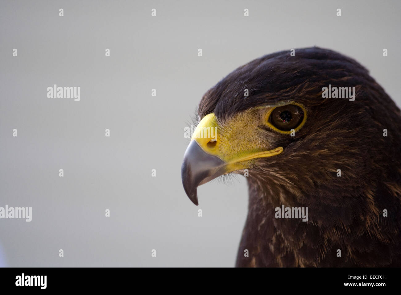 Bird of prey. Raptor Stock Photo - Alamy