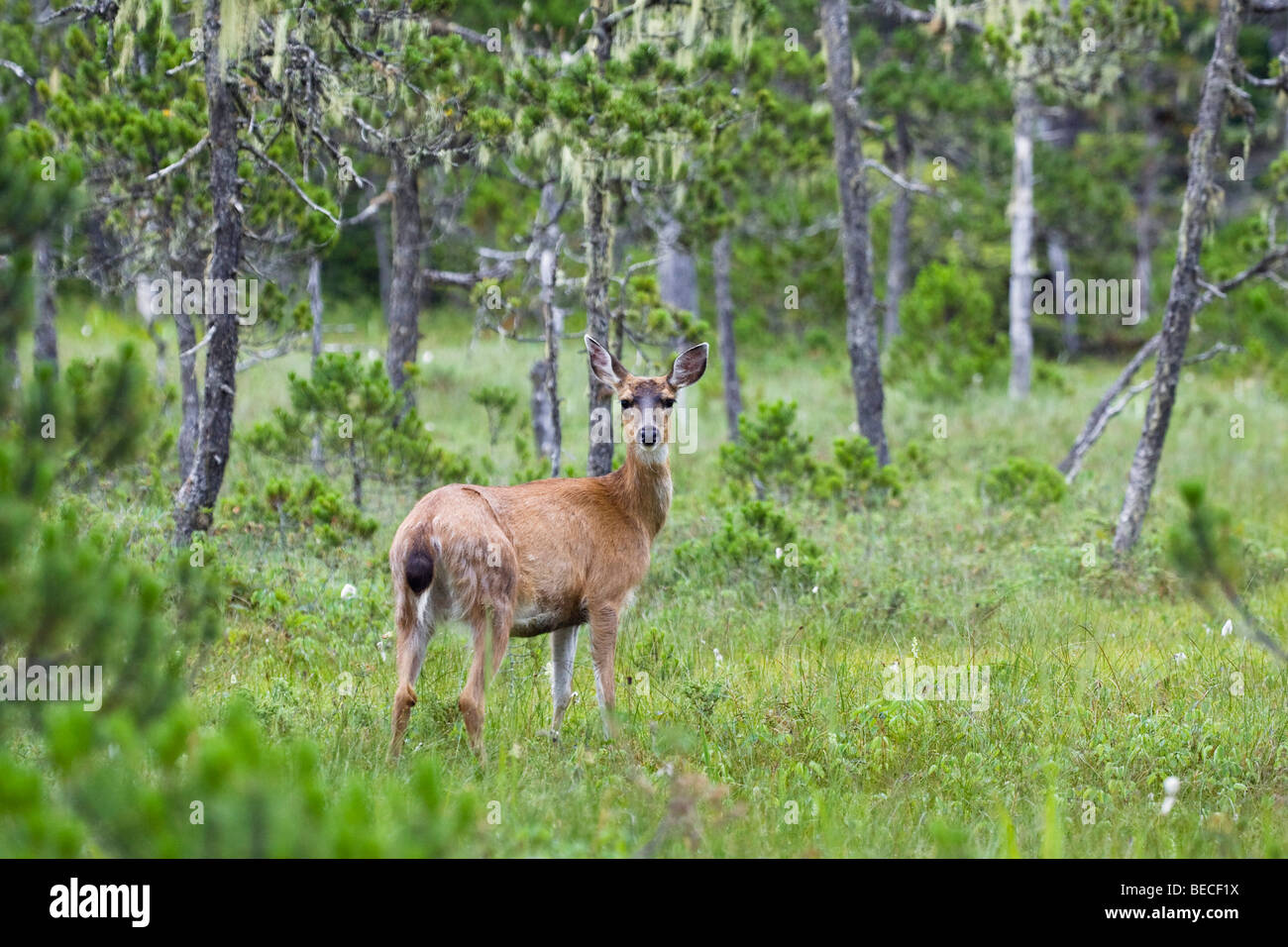 Sitka black tailed deer hi-res stock photography and images - Alamy