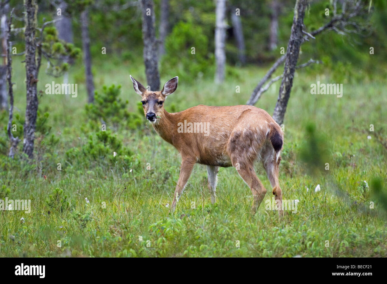 Sitka Black-tailed Deer (Odocoileus hemionus), female, Mitkof Island ...