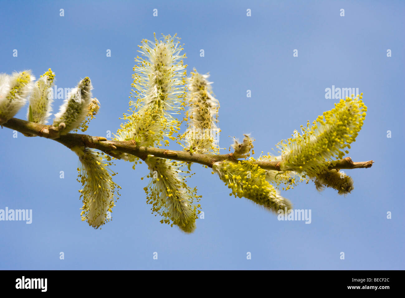 Common Osier Willow (Salix viminalis), flowering catkins Stock Photo ...