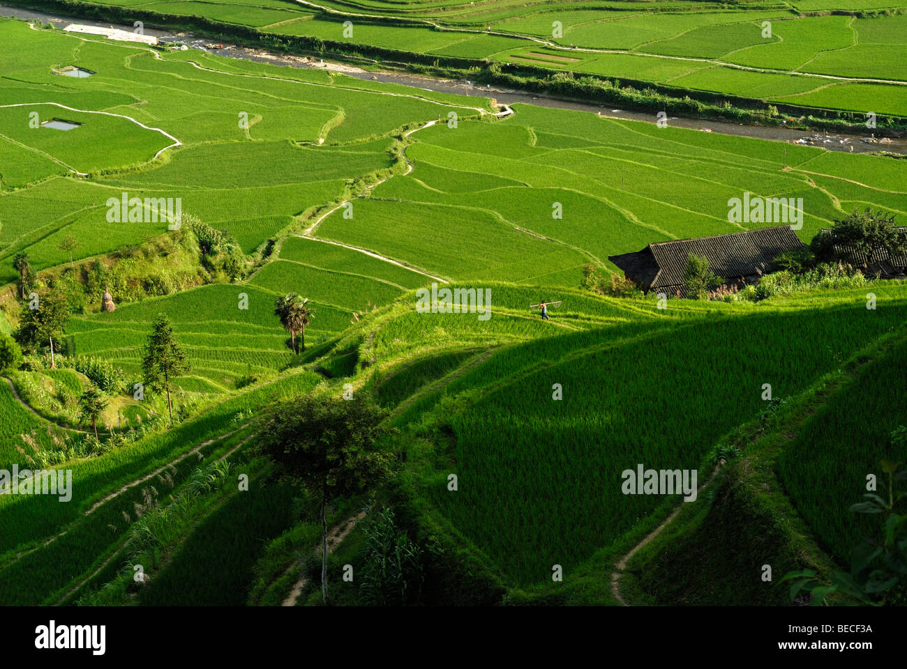 Rice terraces and village of the Miao Minority, Xijiang, Guizhou ...