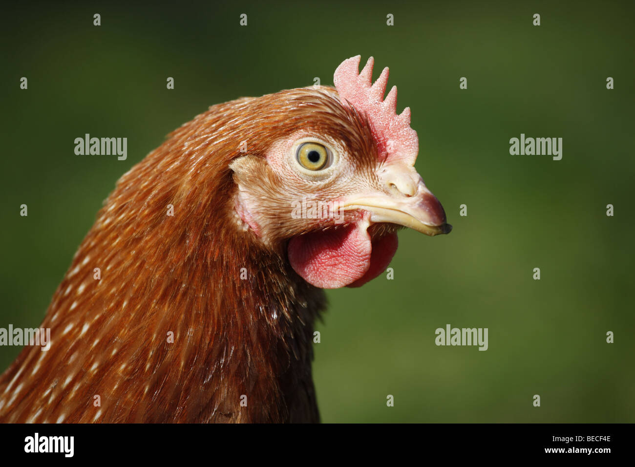 Laying hen, domestic fowl husbandry Stock Photo - Alamy