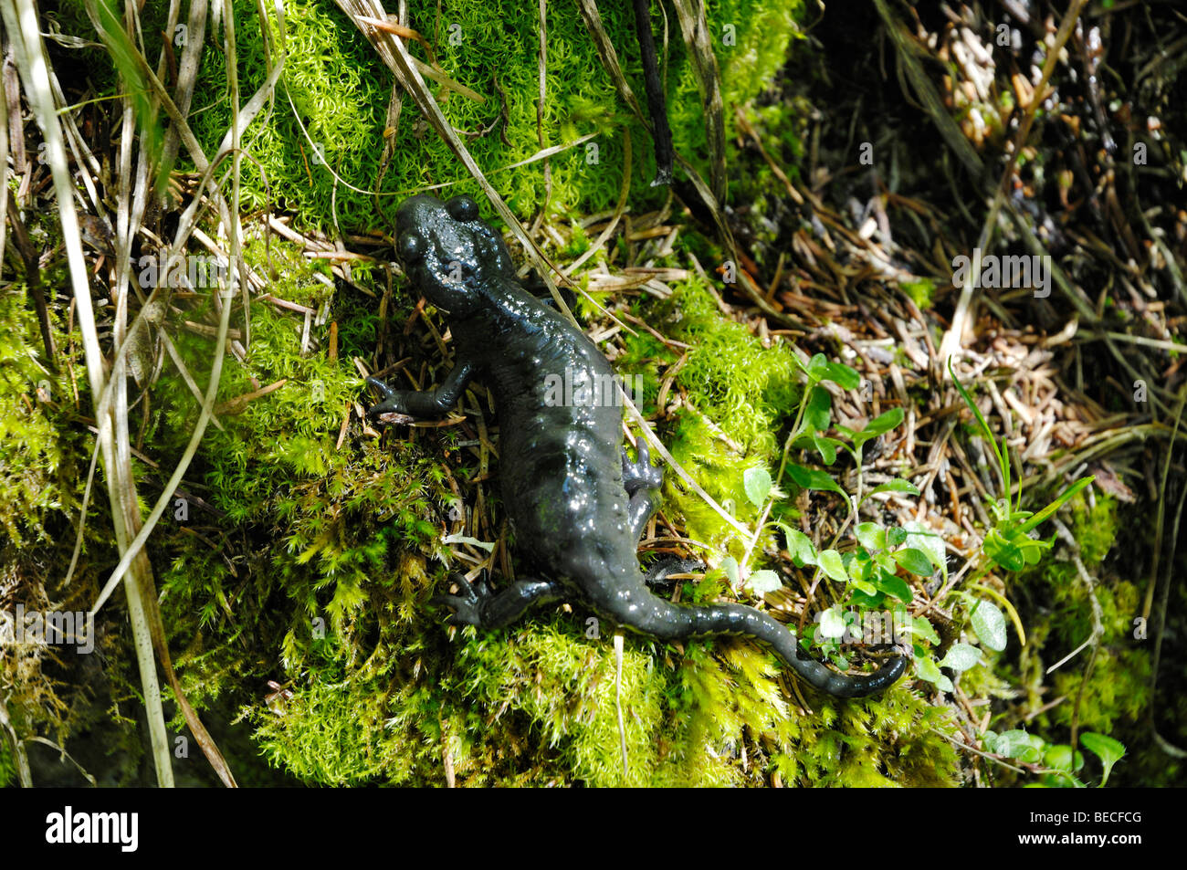 Alpine Salamander (Salamander atra) on moss Stock Photo - Alamy