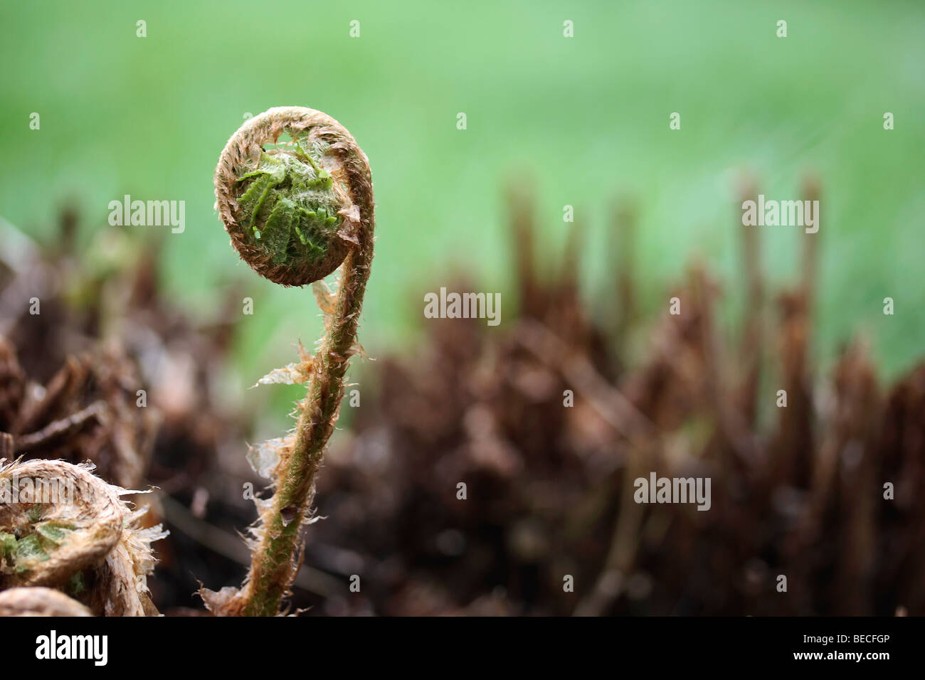 Young fern sprouts hi-res stock photography and images - Alamy
