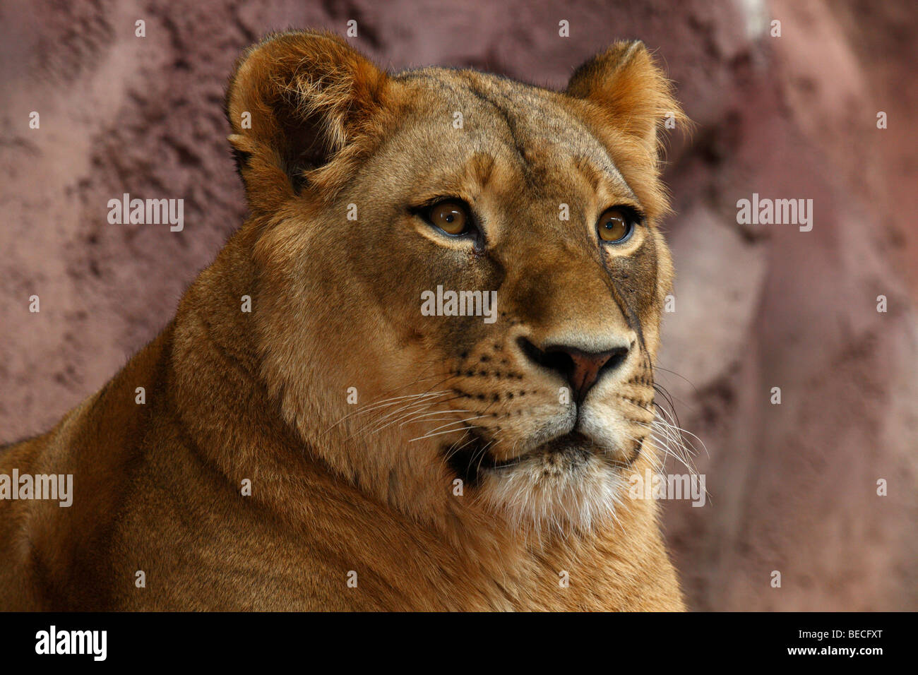 Female lion hi-res stock photography and images - Alamy