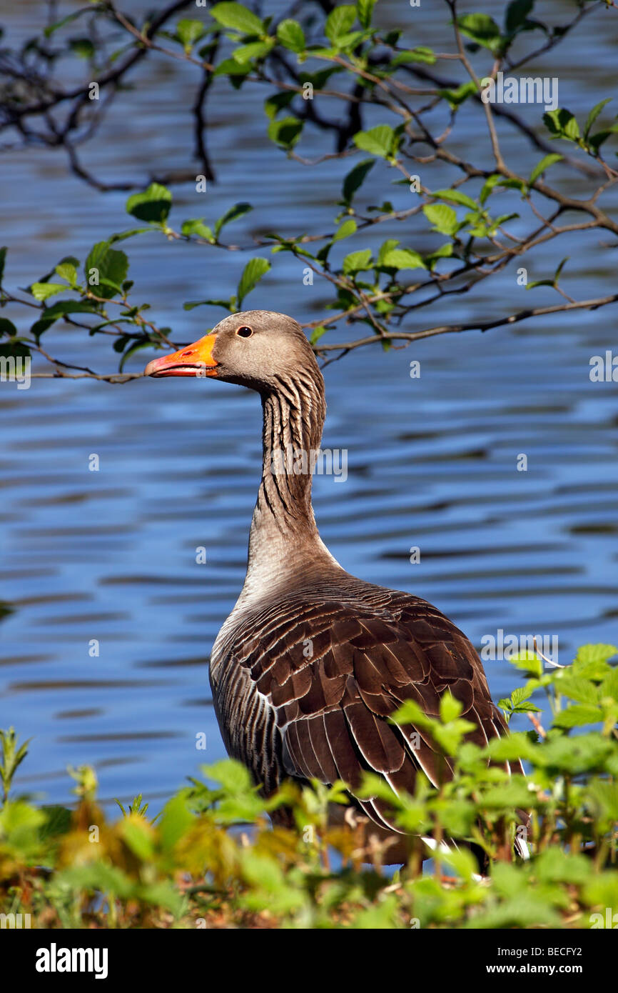 Side view of a goose hi-res stock photography and images - Alamy