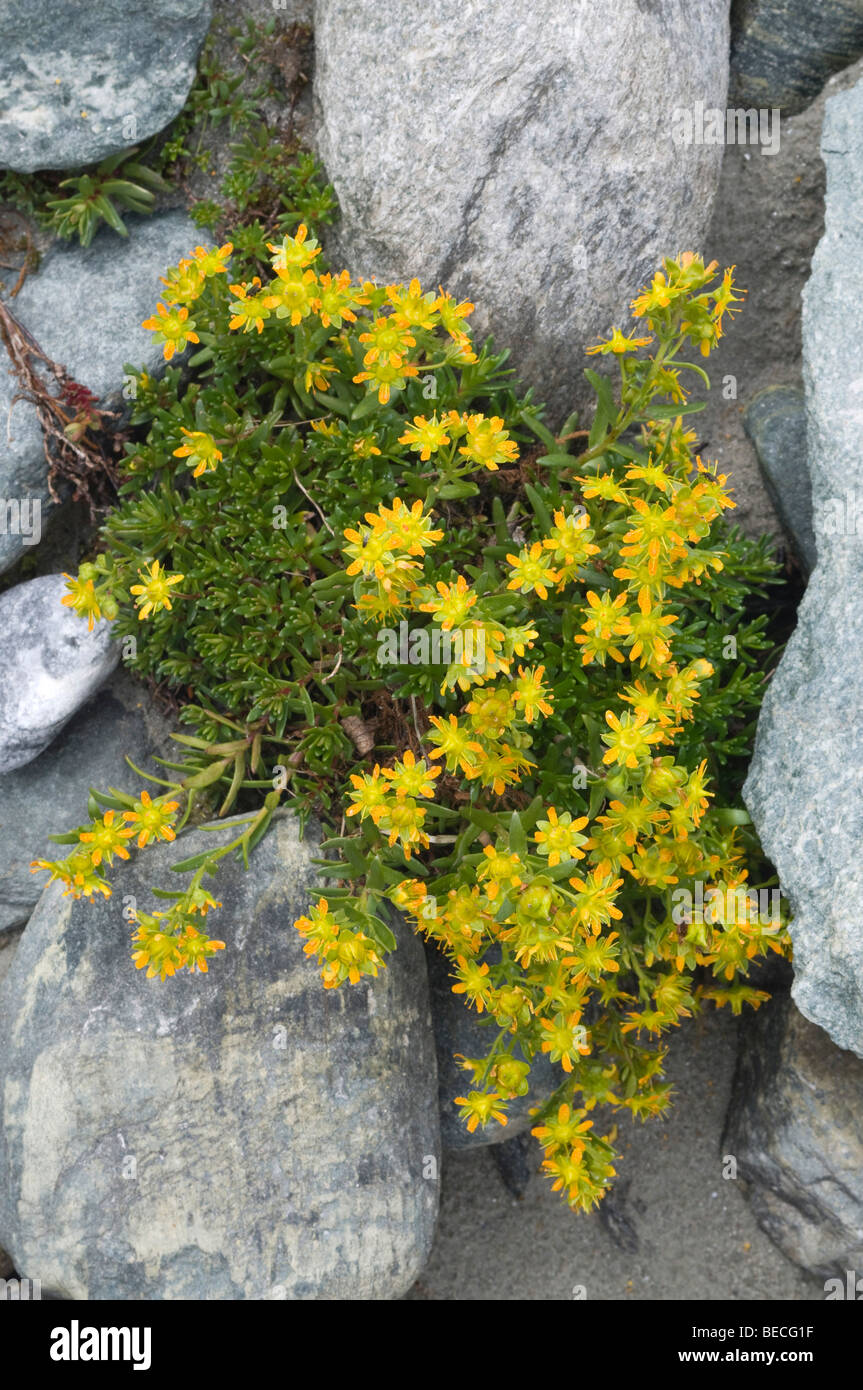 Yellow Saxifrage (Saxifraga aizoides), Zedlach alp, Frosnitztal valley ...