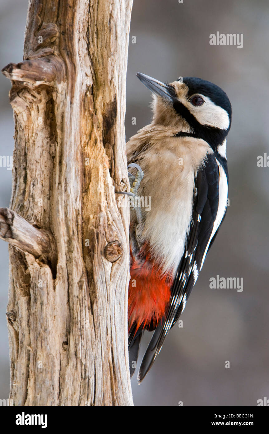 Picoides hi-res stock photography and images - Alamy
