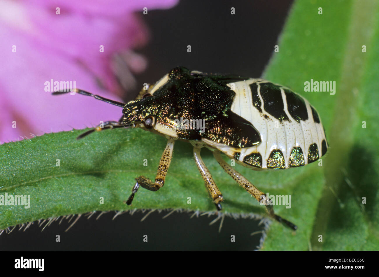 Shield Bug (Troilus luridus), larva Stock Photo - Alamy