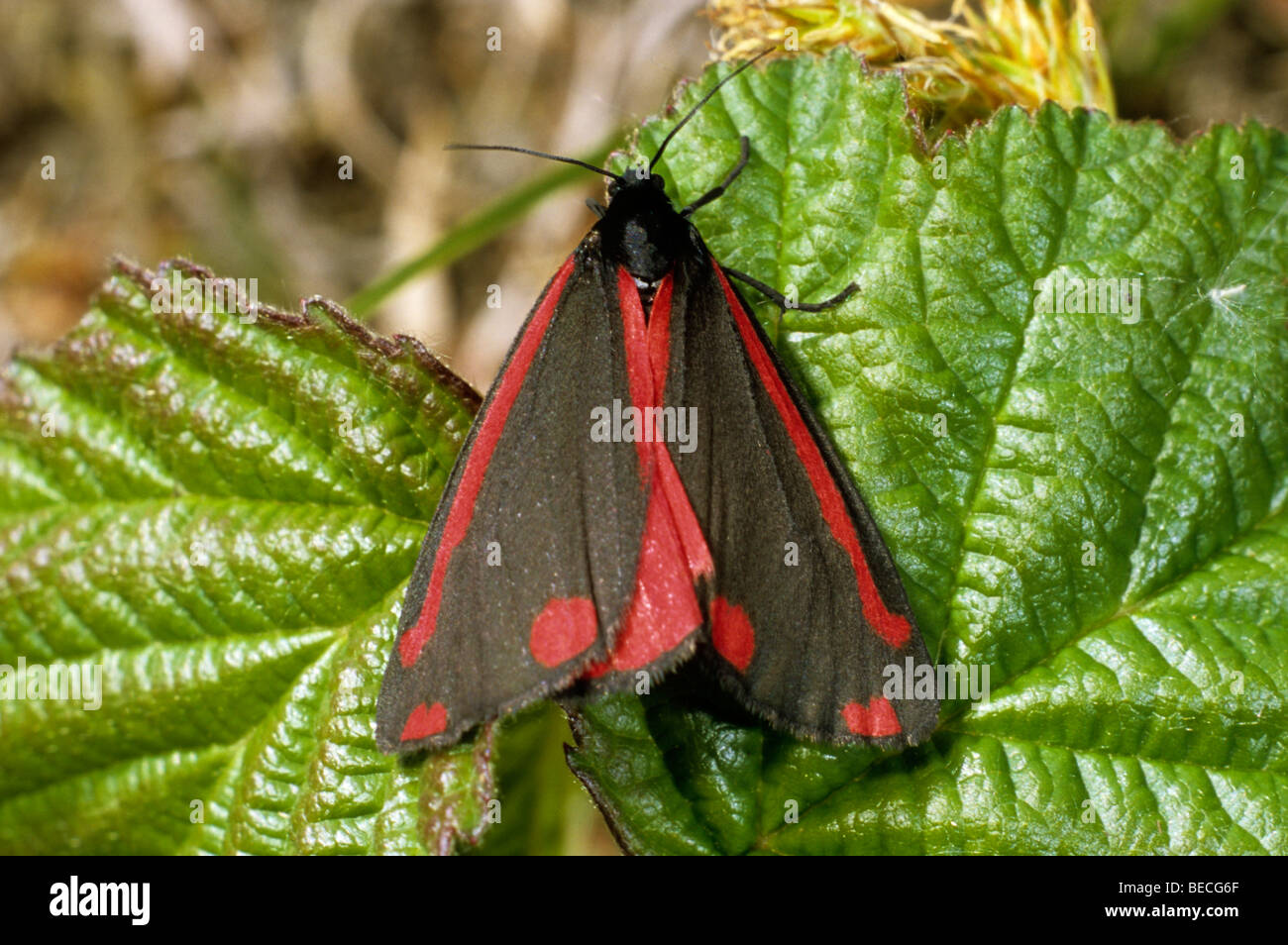 Cinnabar moth hi-res stock photography and images - Alamy
