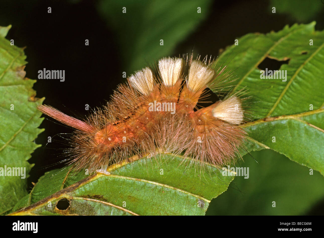 Red-Tailed Moth (Dasychira pudibunda), caterpillar, red version of the ...