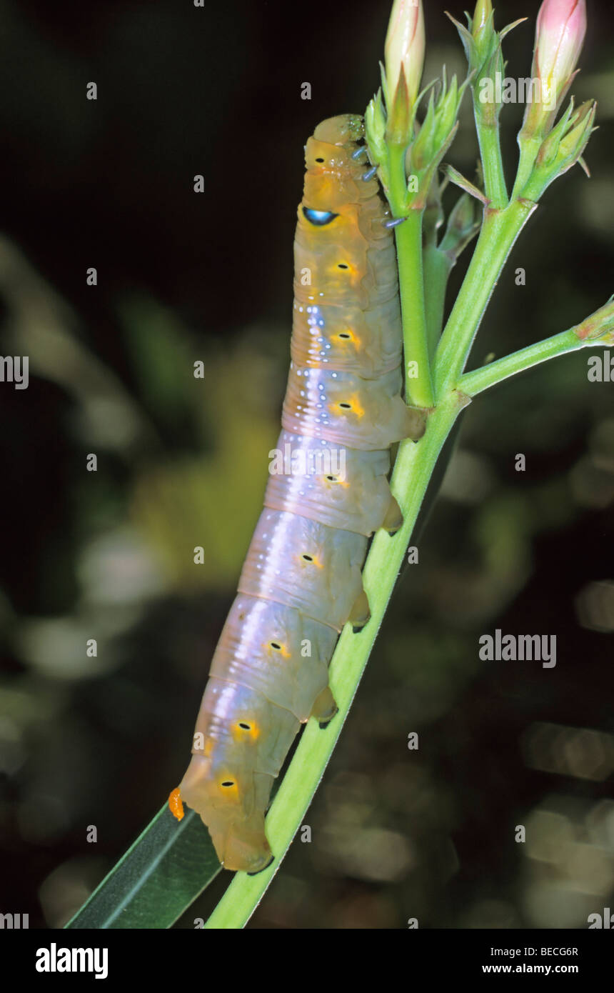 Oleander hawk moth daphnis nerii caterpillar hi-res stock photography ...