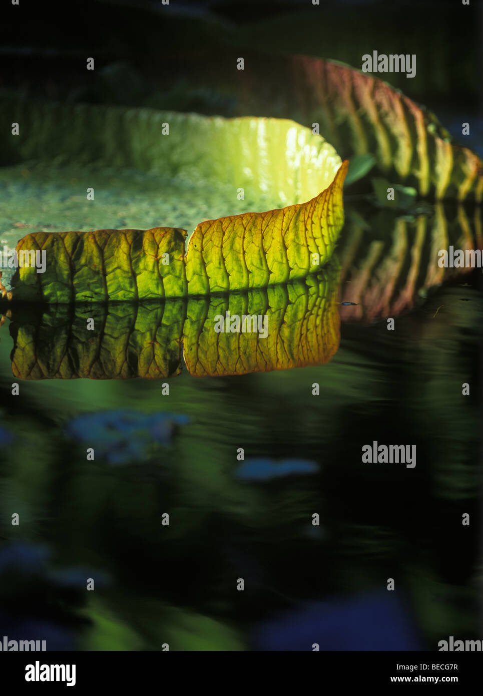 Victoria amazonica nymphaea victoria hi-res stock photography and ...