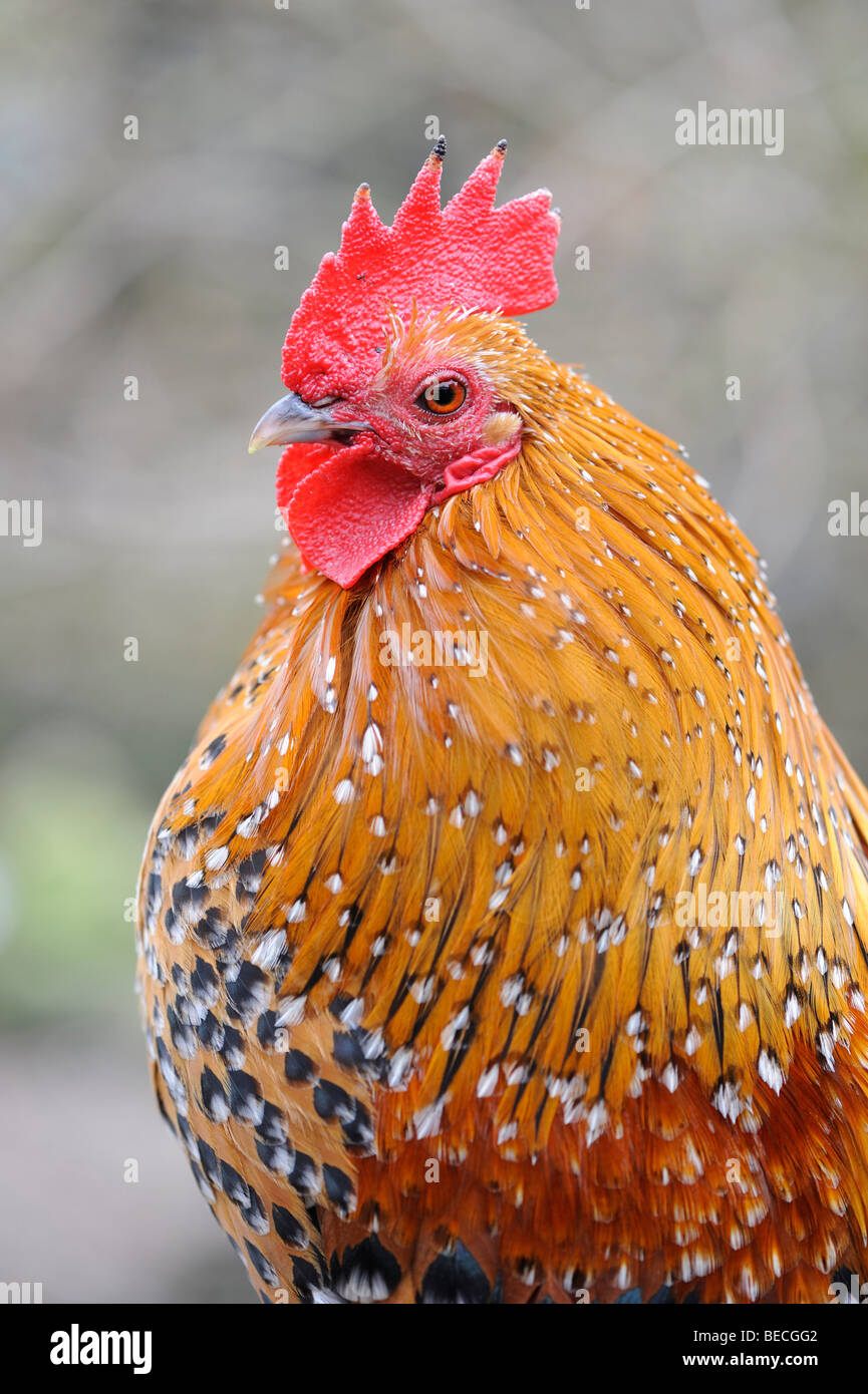 Feather-footed dwarf chicken, cock Stock Photo - Alamy