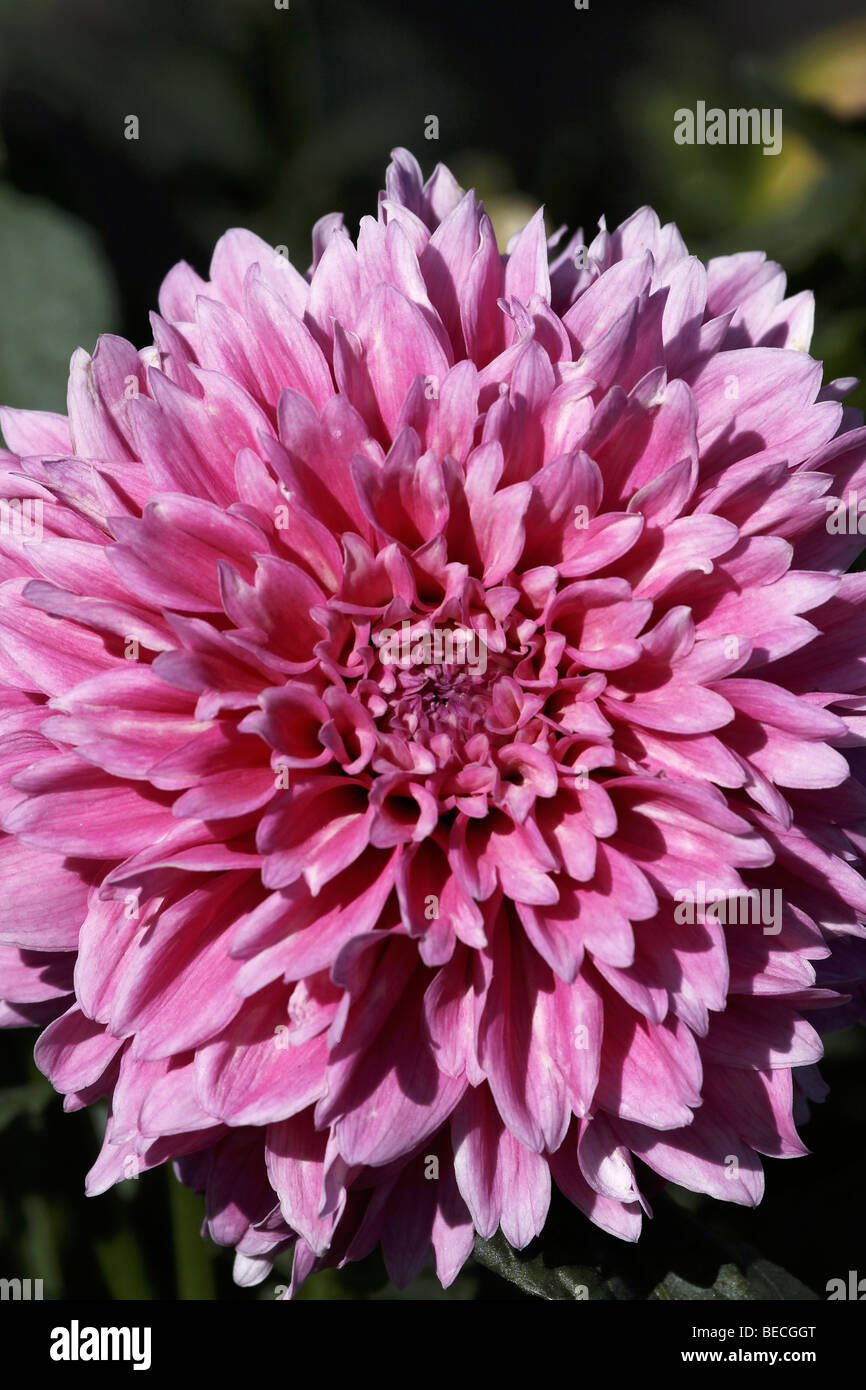 Fuzzy wuzzy hi-res stock photography and images - Alamy