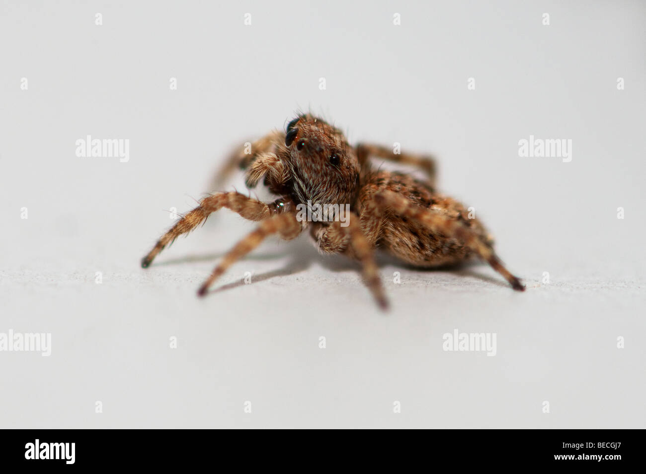 Profile view of creepy spider Stock Photo - Alamy