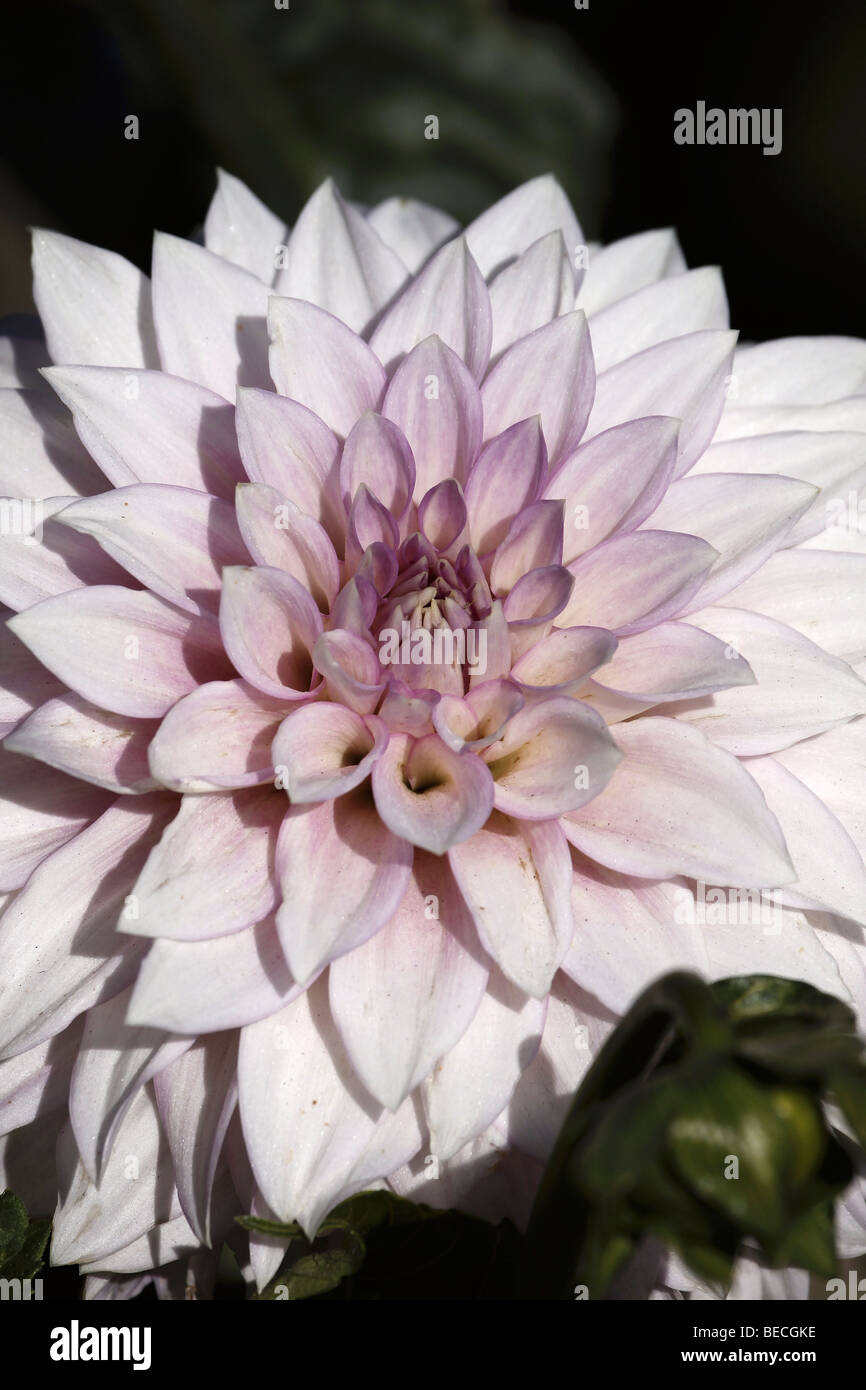 Close up of the Clearview David dahlia in bloom Stock Photo - Alamy