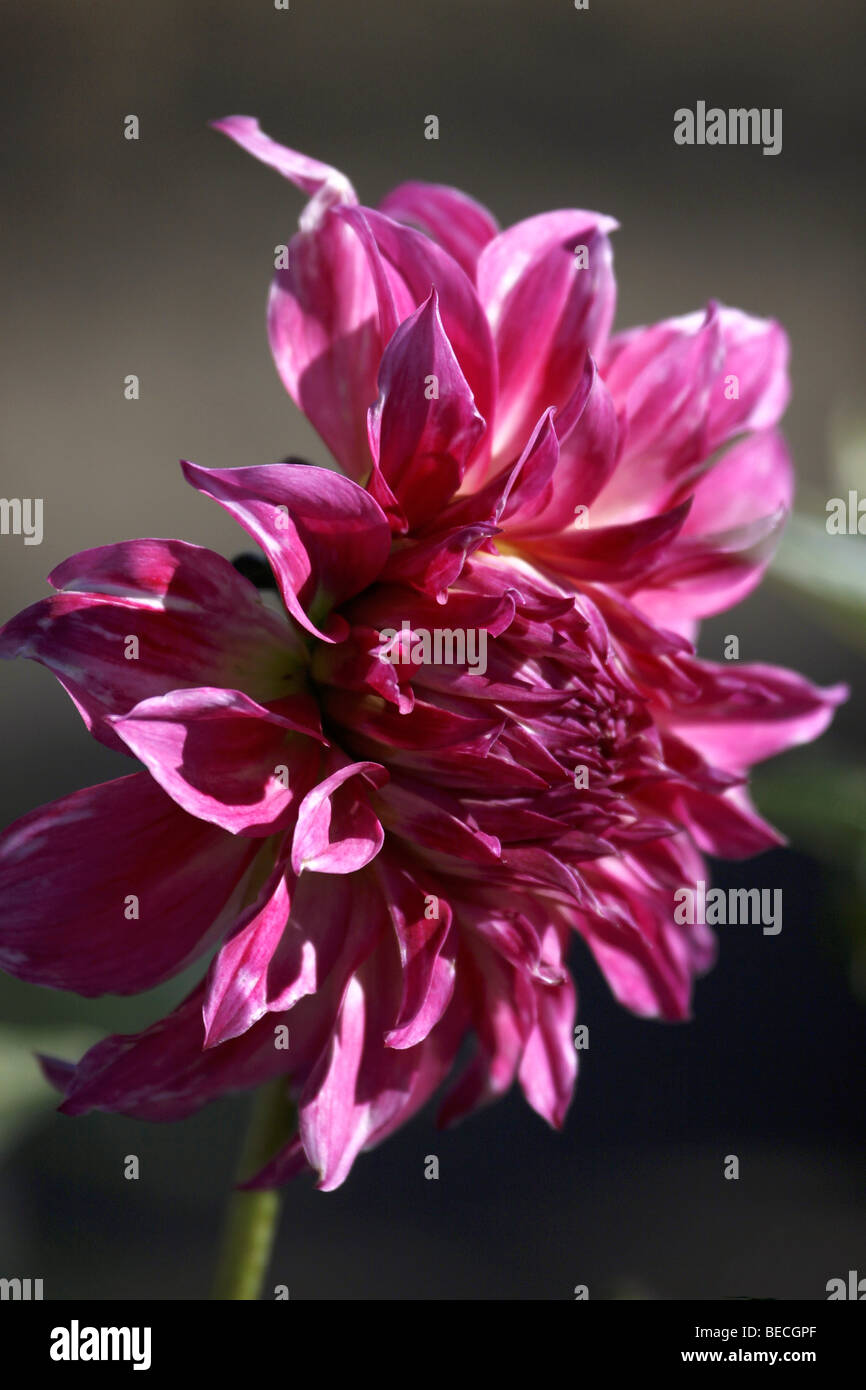 Close up of a Colorado Classic dahlia bloom Stock Photo - Alamy