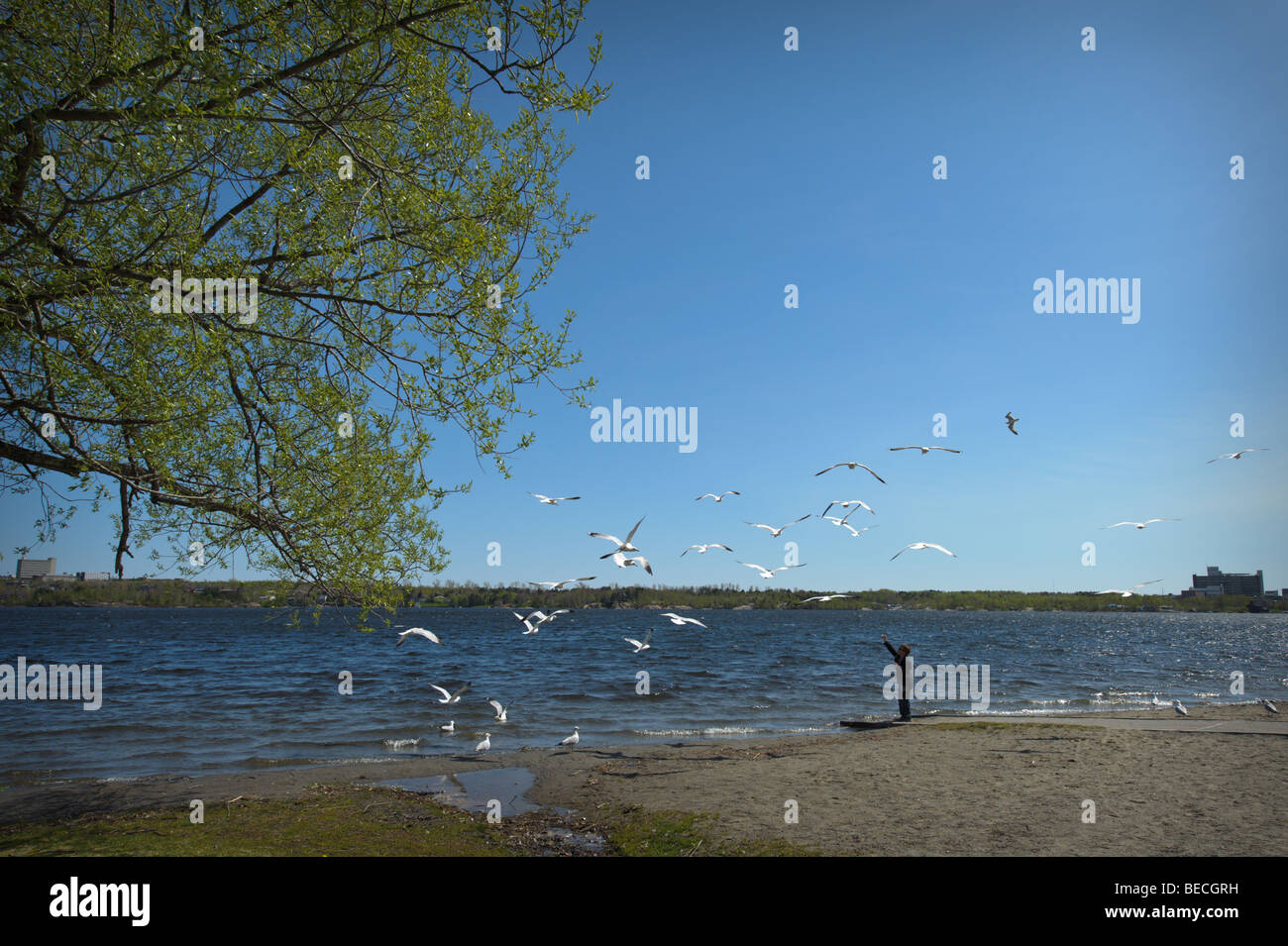 Scavenger boy hi-res stock photography and images - Alamy