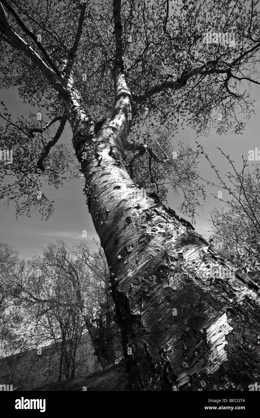 Looking up from from the base of a large North American poplar tree ...