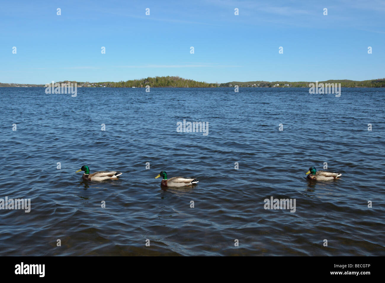 Three ducks wade together in a beautiful Northern Ontario lake Stock ...