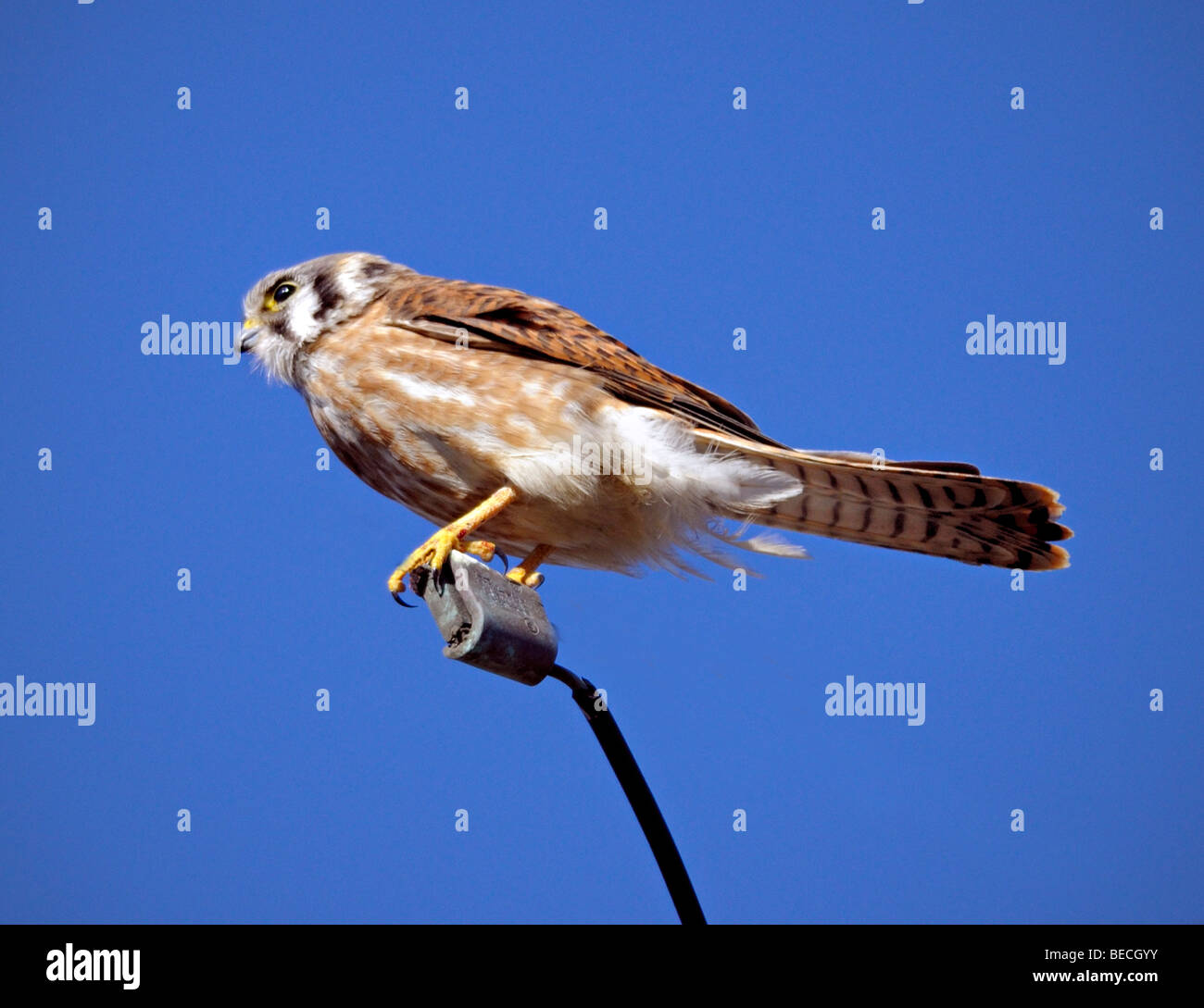 Predator bird hi-res stock photography and images - Alamy