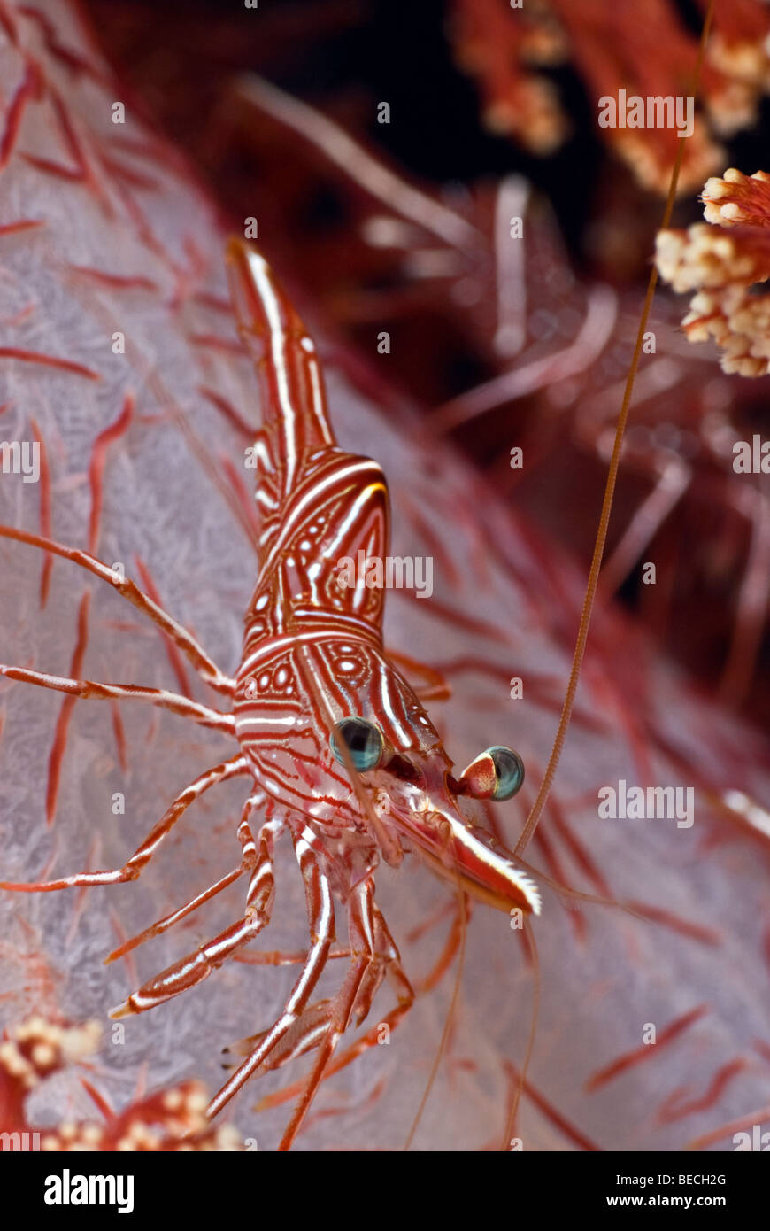 Durban hingebeak shrimp hi-res stock photography and images - Alamy