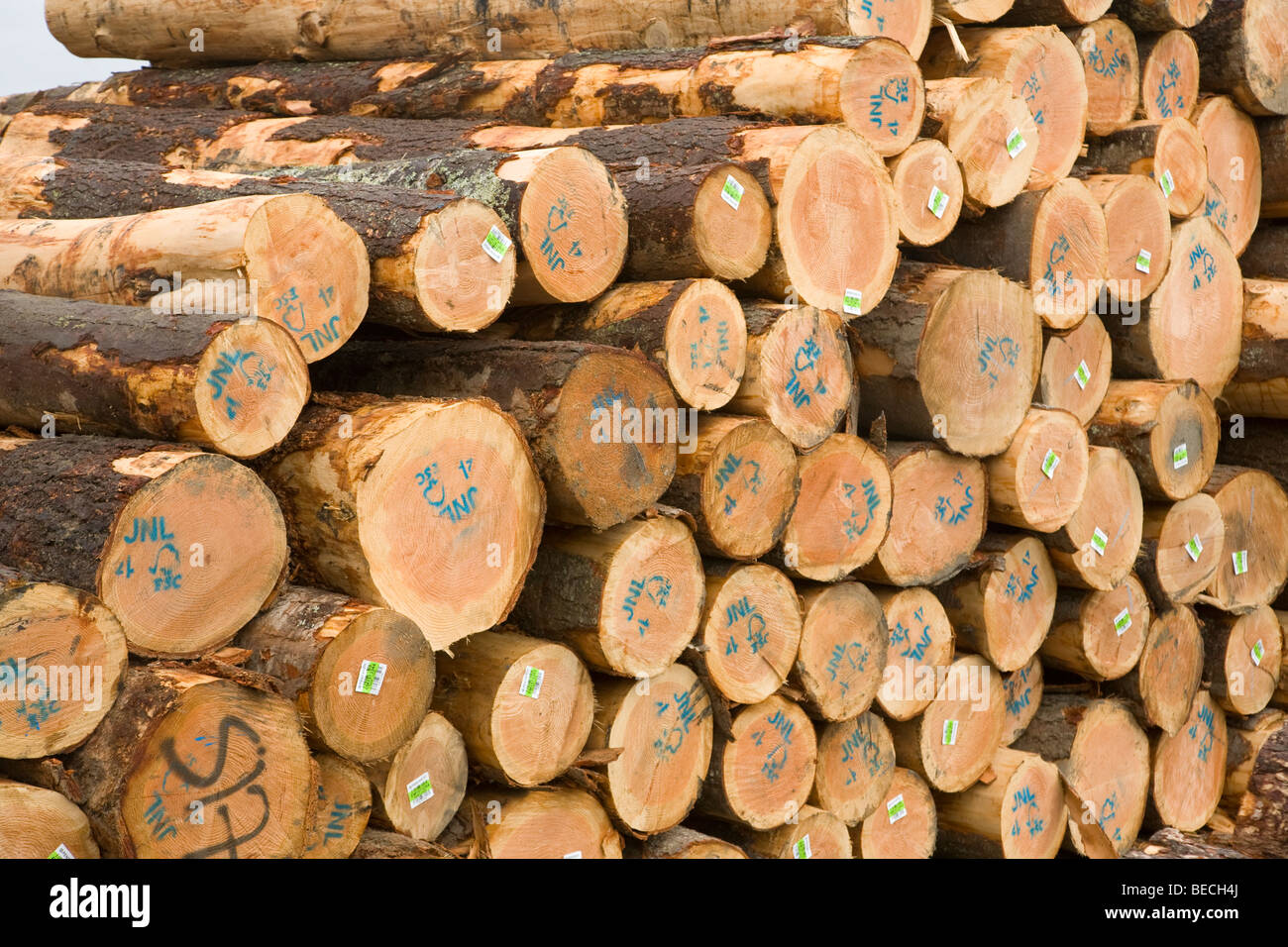 Stacked logs awaiting shipping Stock Photo - Alamy