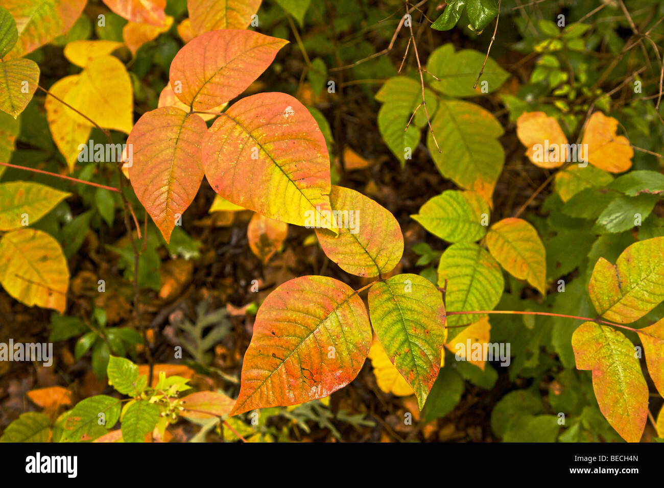 Poison ivy foliage in fall Stock Photo - Alamy