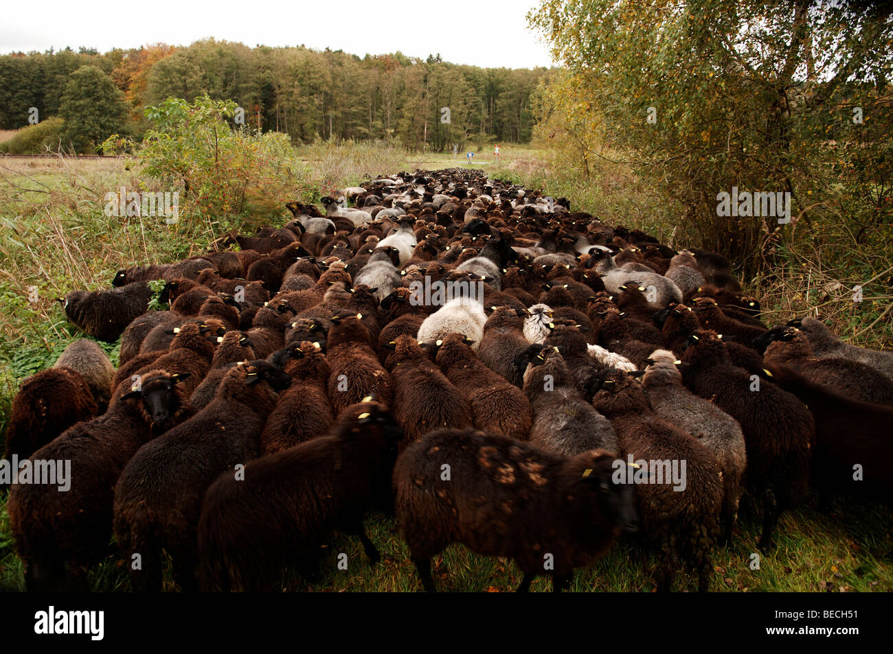 Flock of sheep waiting in front of an unguarded railroad crossing ...