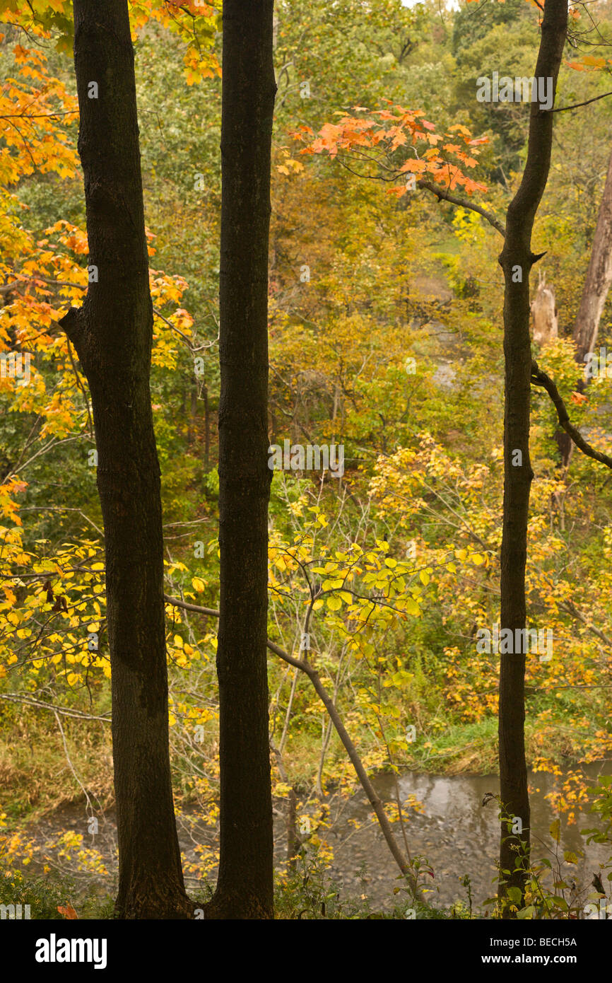 Fall foliage. Waterfall Glen Forest Preserve. DuPage County, Illinois ...