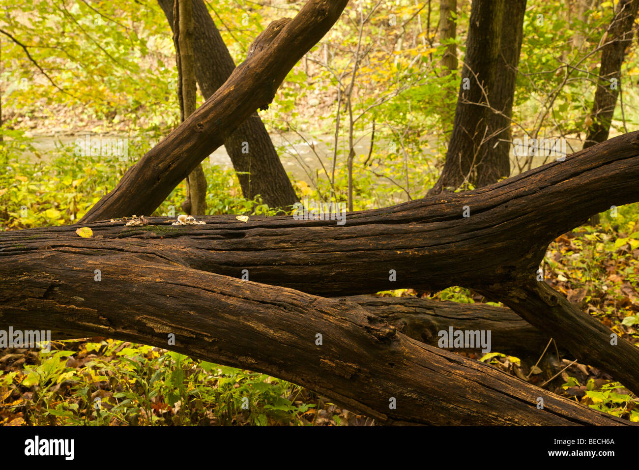 Decaying log hi-res stock photography and images - Alamy