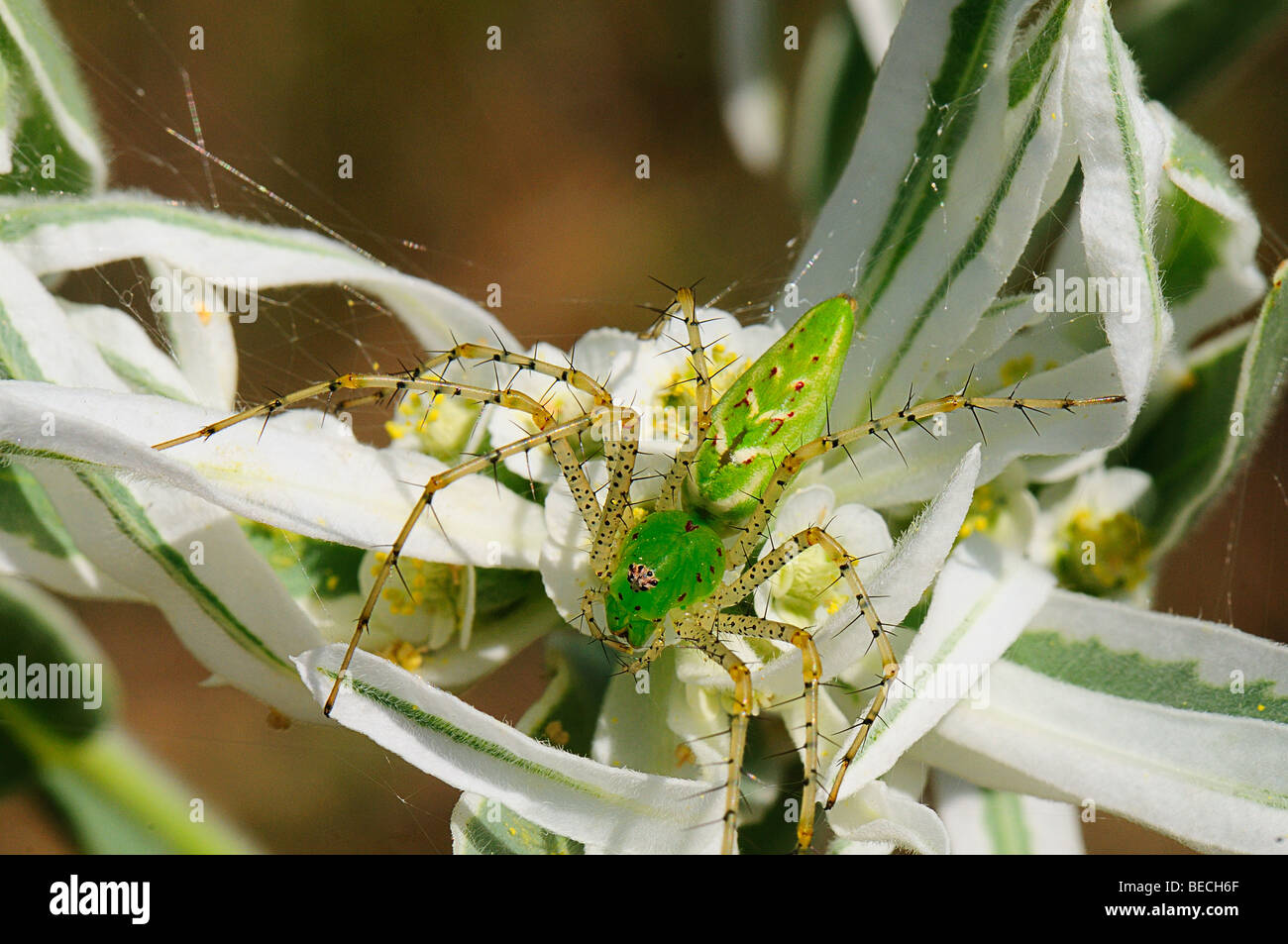 Snow on the prairie,(Euphorbia bicolor) and Green Lynx Spider ...