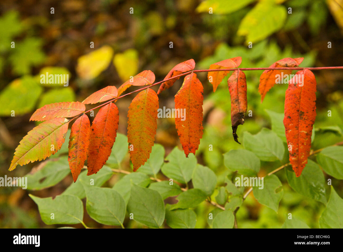 Sumac foliage in fall Stock Photo - Alamy
