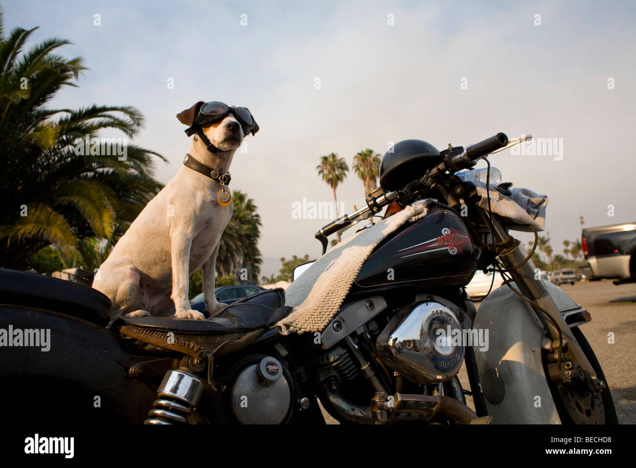 Pictures Of Dogs Riding Motorcycles at Greg Booth blog