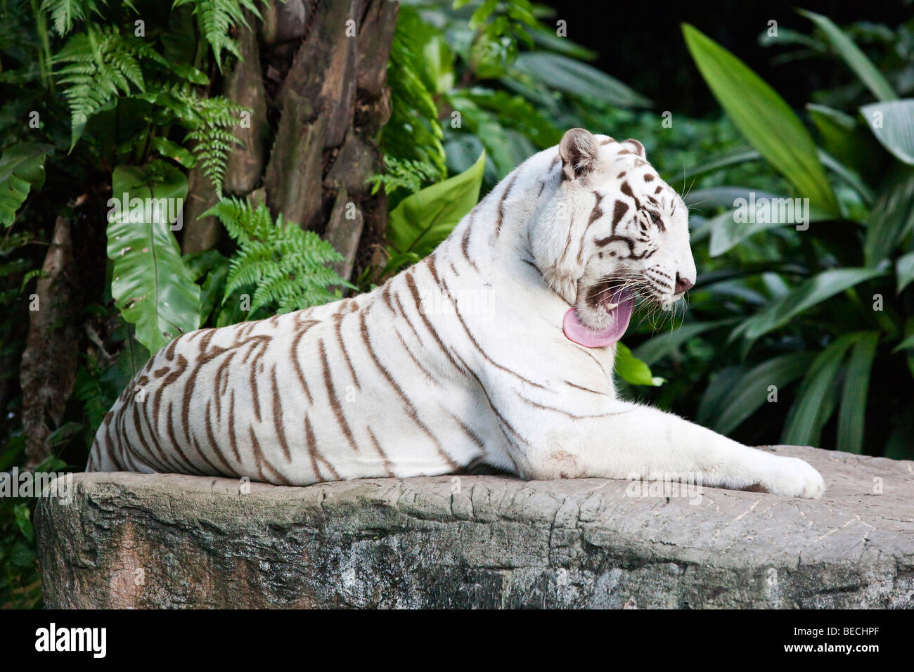 Tiger side profile shot picture hi-res stock photography and images - Alamy