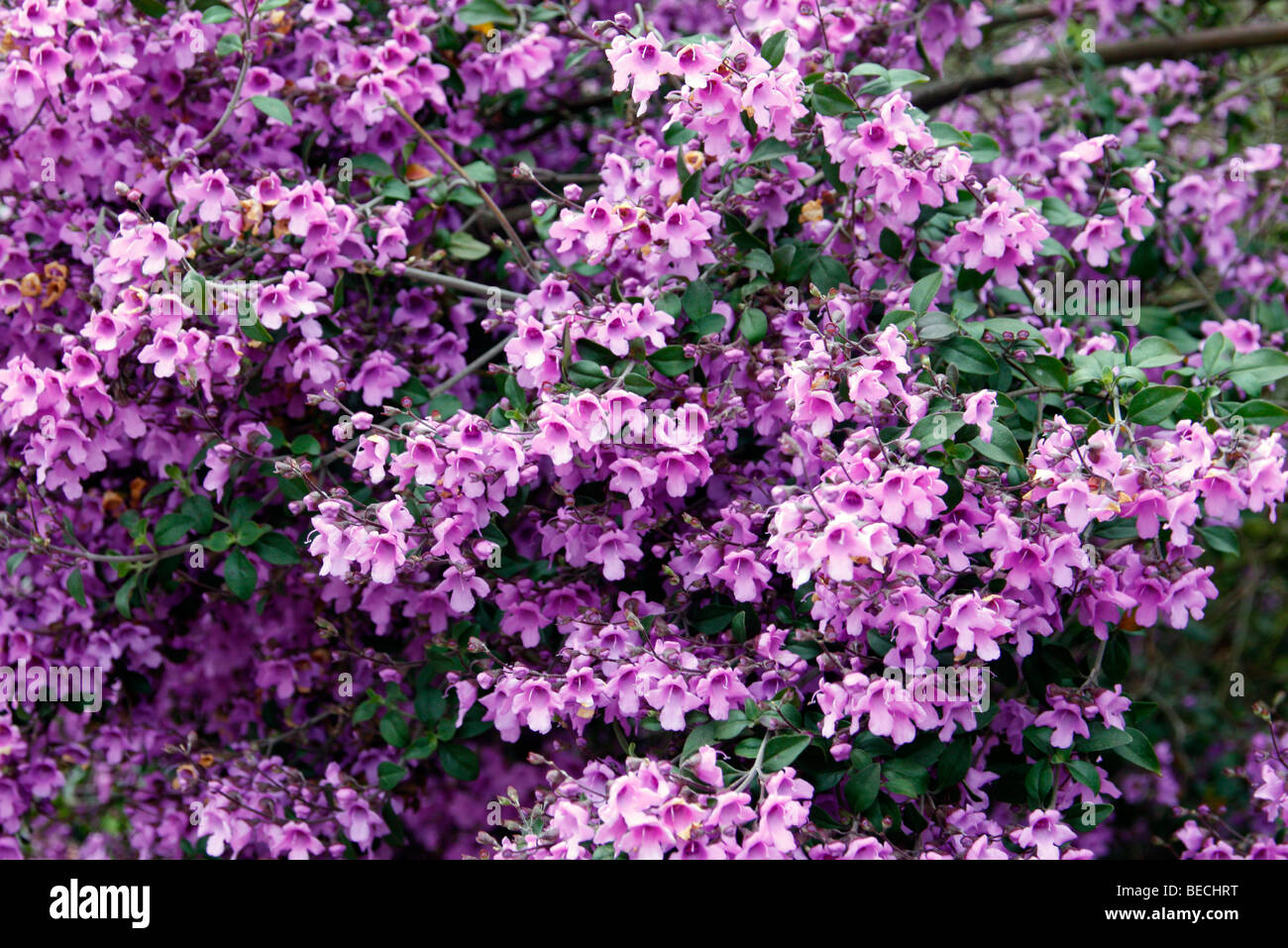 Pink hebe hi-res stock photography and images - Alamy