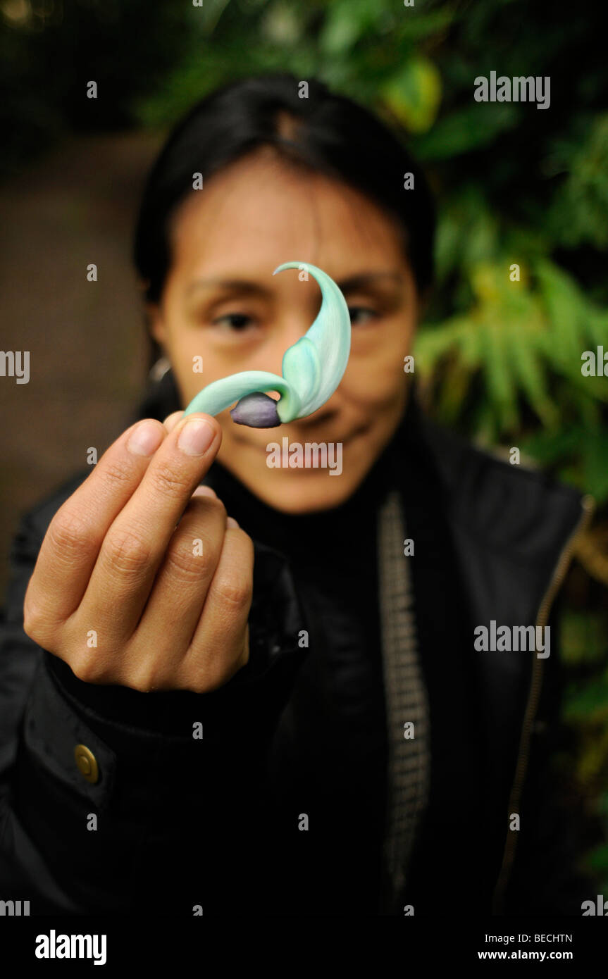 Jade Climber, Jade Vine, Emerald Creeper, Flor-de-Jade (Strongylodon ...