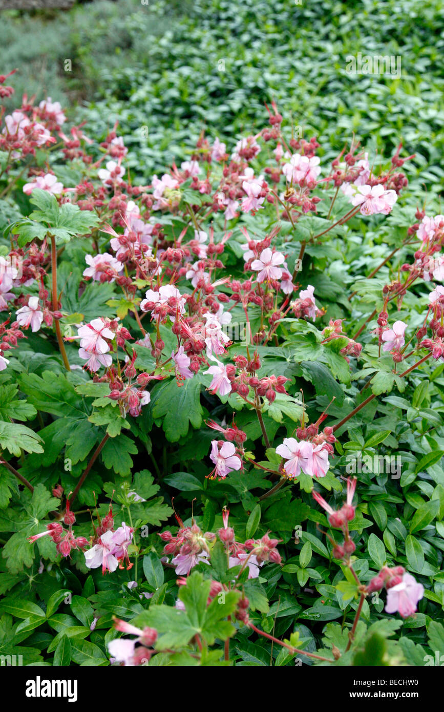 Geranium macrorrhizum agm ground cover shade ingwersens variety hi-res ...