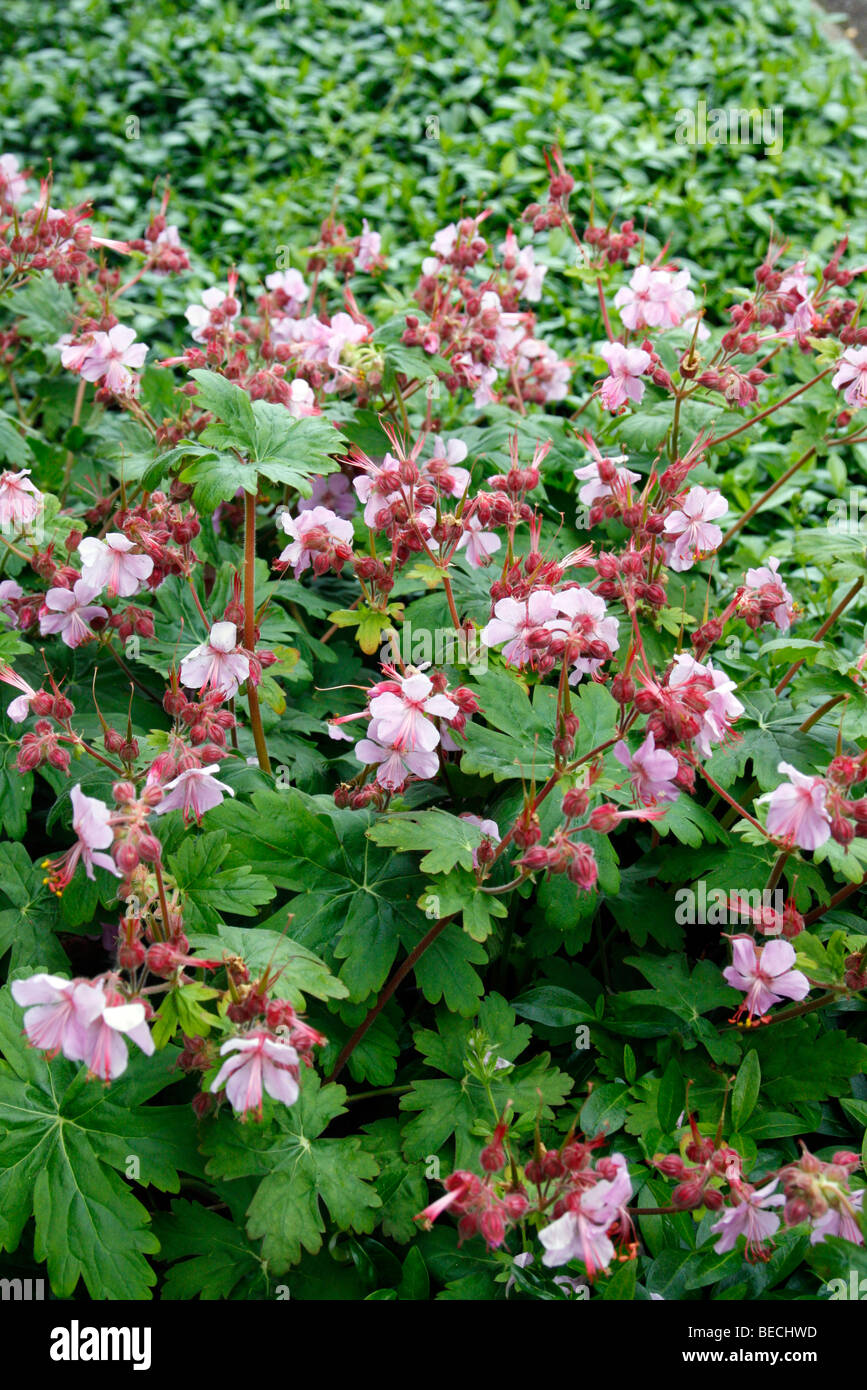 Geranium macrorrhizum 'Ingwersen's Variety' AGM used as ground cover in ...