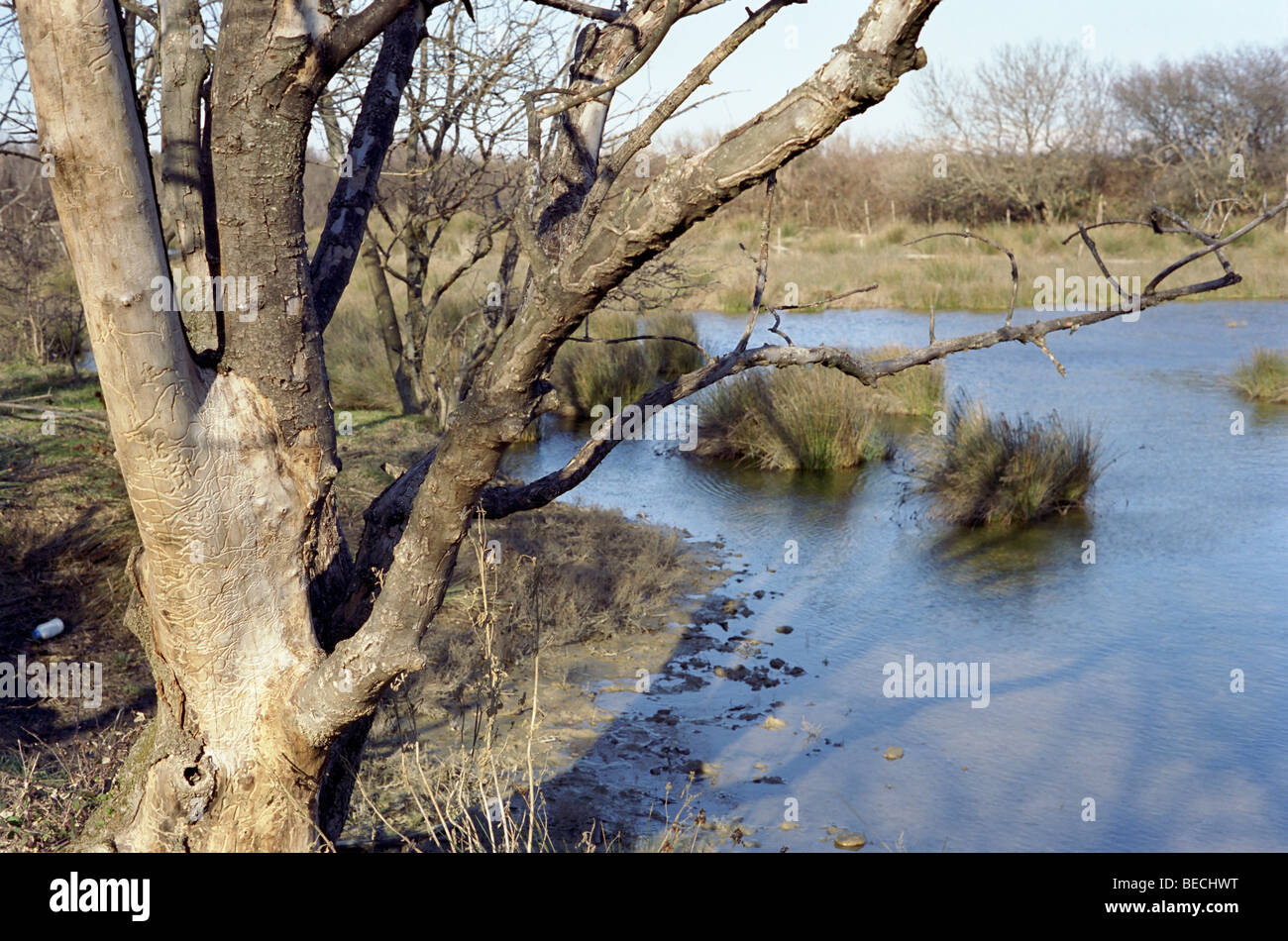 Natural reserve at the Mouth of the isonzo river, isola della CONA ...